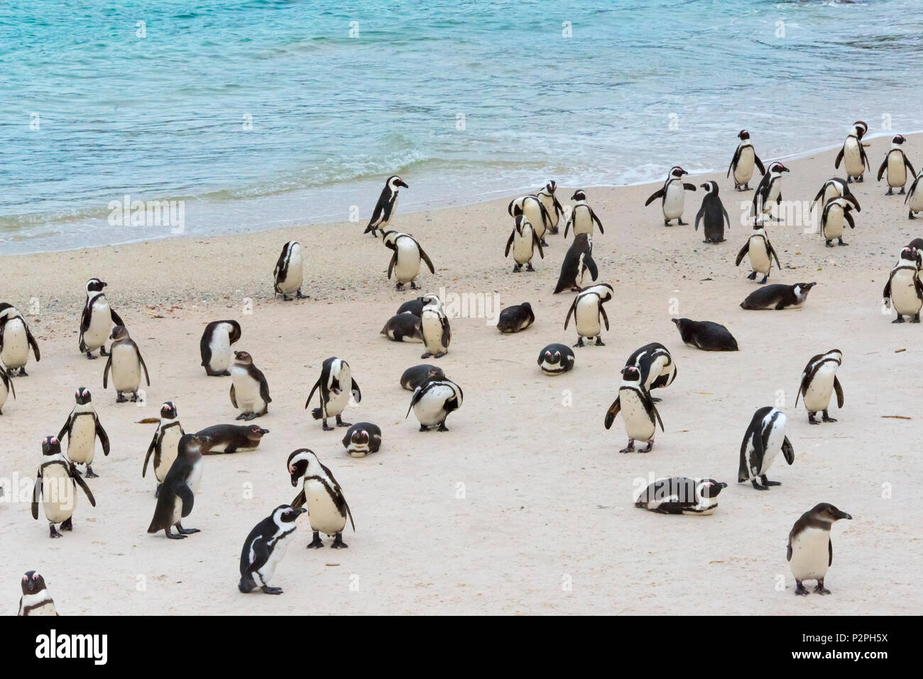 Simons town simonstown hi-res stock photography and images - Alamy