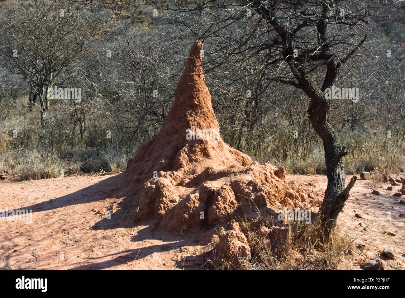 Savanna region hi-res stock photography and images - Alamy