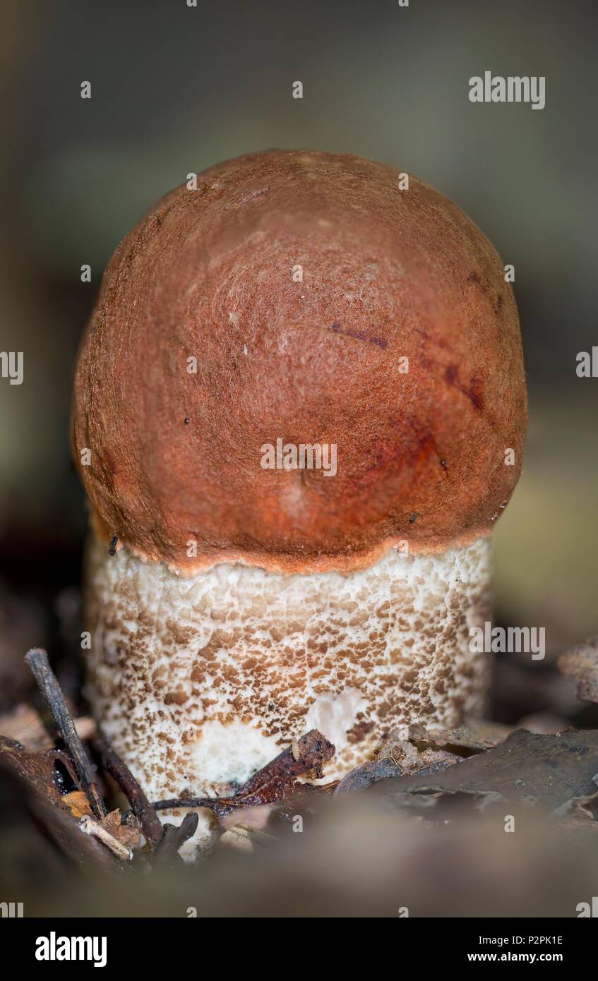 France, Normandy, rough-stemmed bolete, scaber stalk, and birch bolete ...
