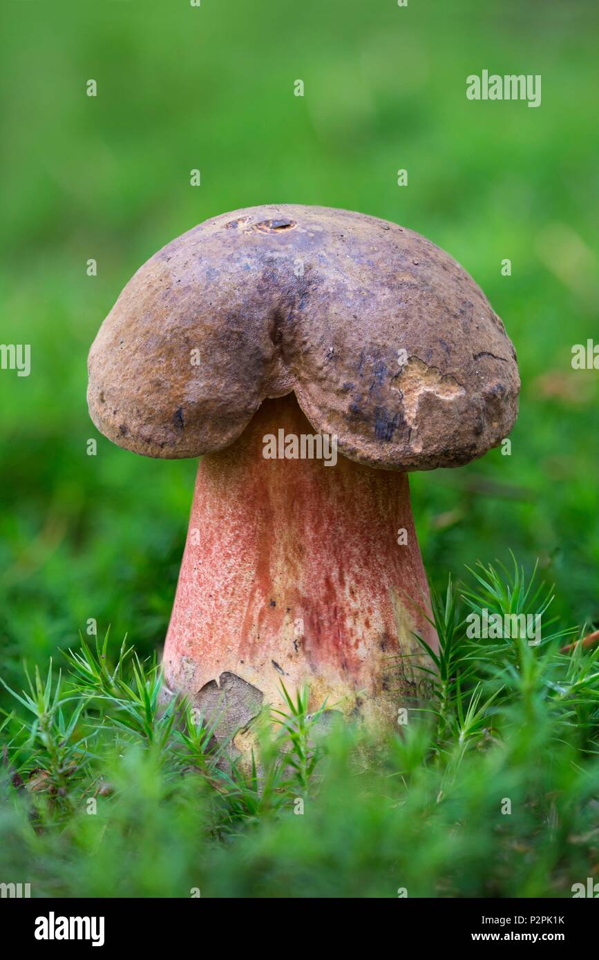 France, Normandy, Neoboletus luridiformis, Boletus luridiformis ...