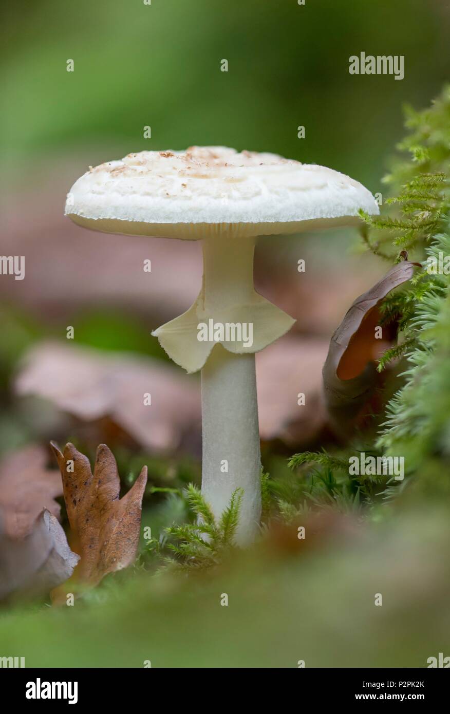 France, Normandy, false death cap (Amanita citrina Stock Photo - Alamy