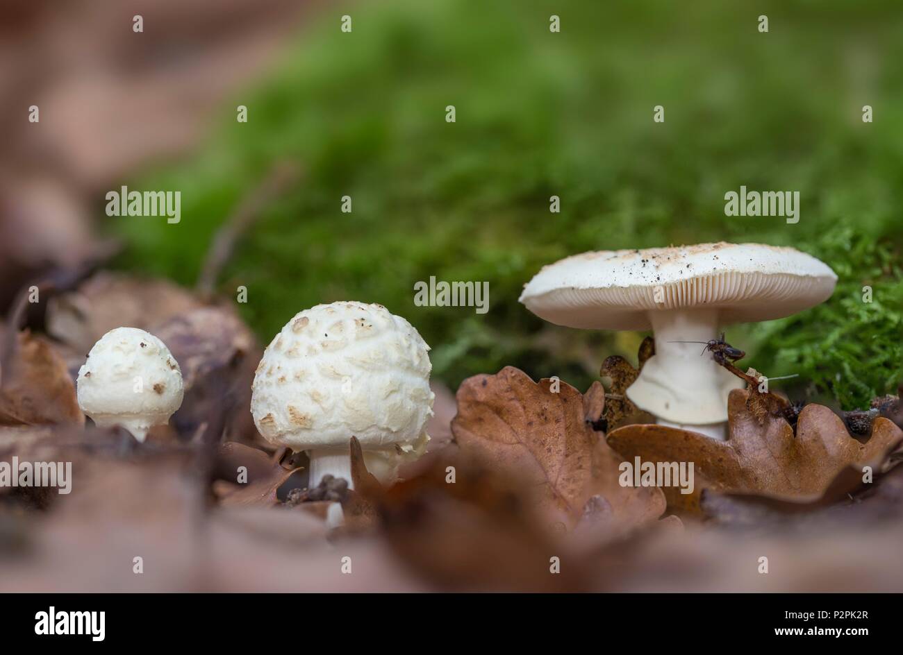 France, Normandy, false death cap (Amanita citrina Stock Photo - Alamy