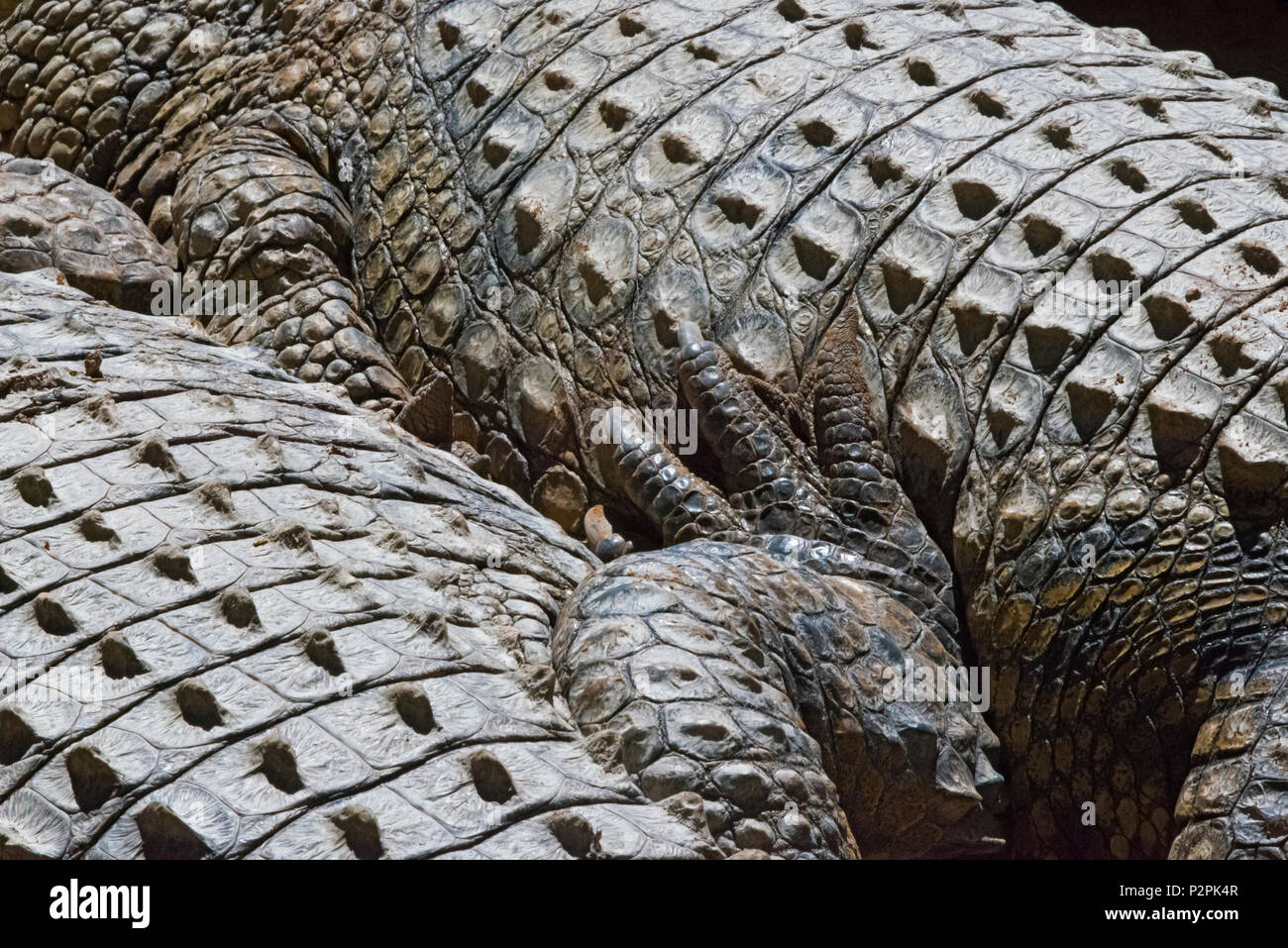 Africa crocodile hi-res stock photography and images - Alamy