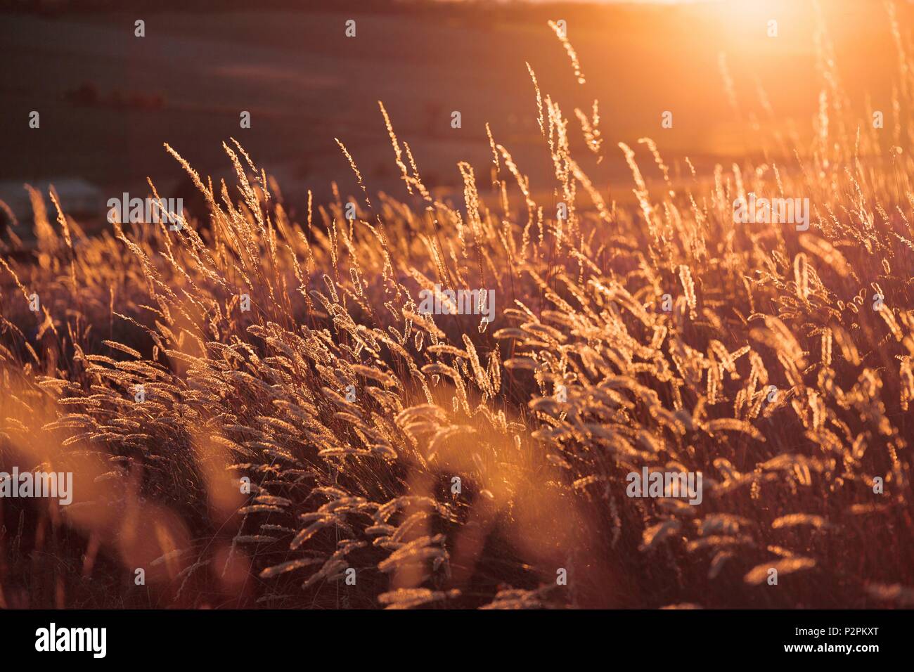 Lavender field with grasses hi-res stock photography and images - Alamy