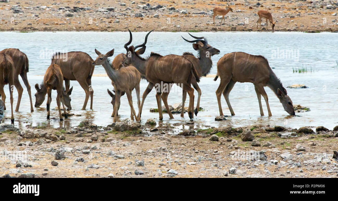 Kudus and springboks at a waterhole, Etosha National Park, Oshikoto ...