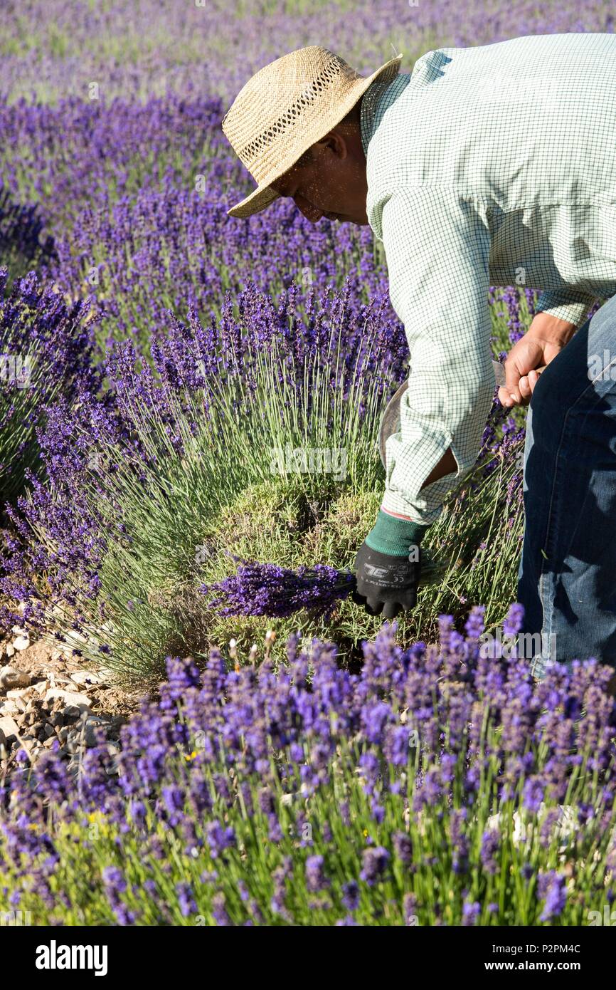 France, Vaucluse, harvest with the cut of real lavender in the vicinity ...