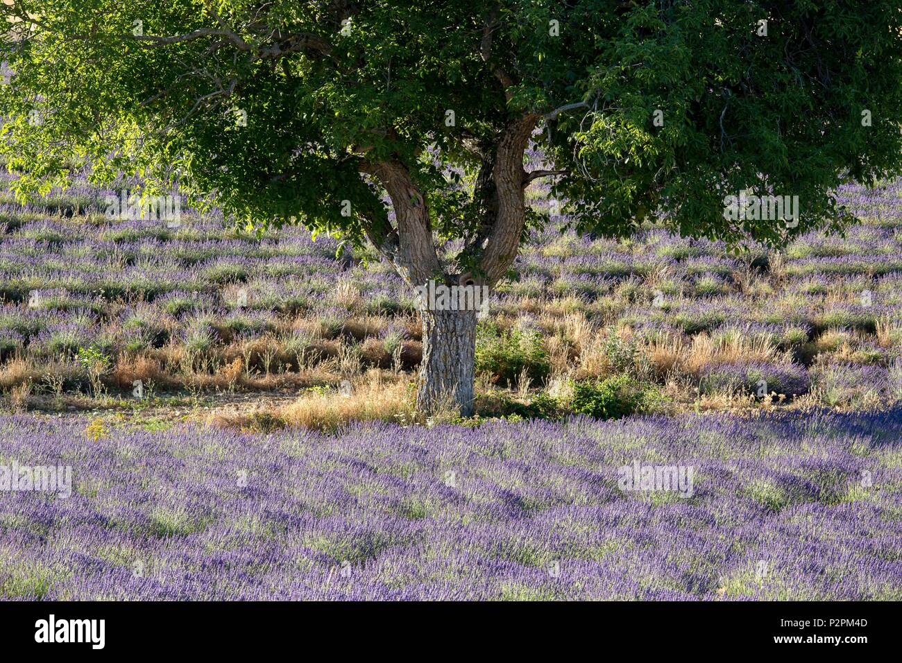 France, Vaucluse, plateau d'Albion, based on an oak tree in a lavender ...