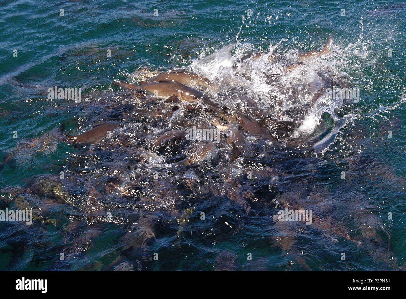 Cat fish feeding frenzy, Lake Argyle, a freshwater man made reservoir ...