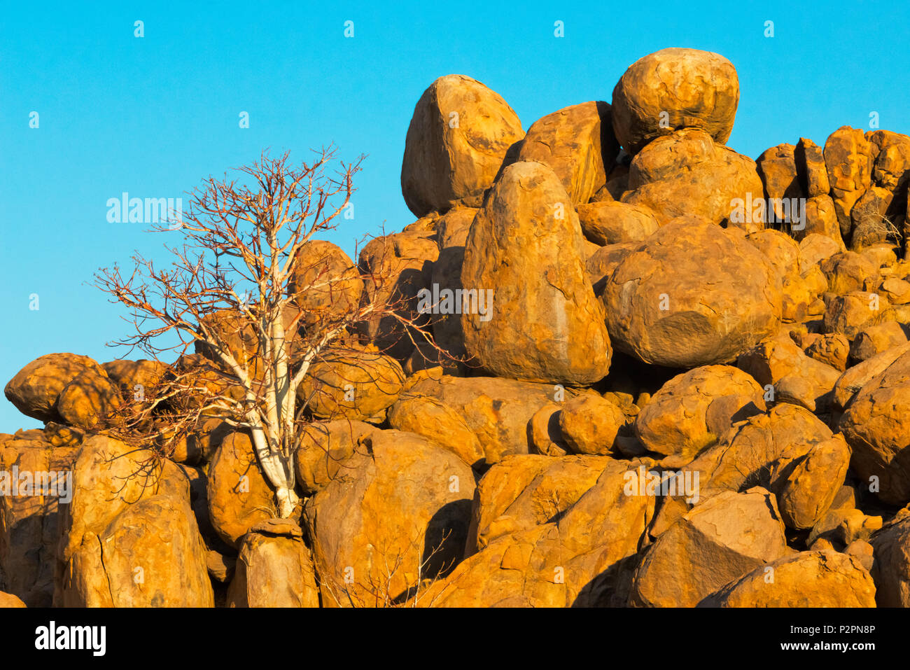 Mopani tree hi-res stock photography and images - Alamy