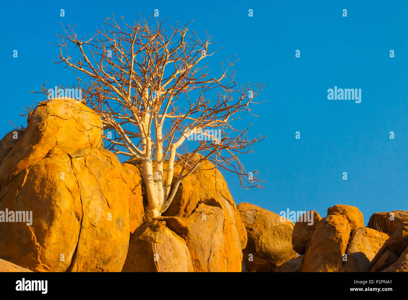 Mopani tree hi-res stock photography and images - Alamy