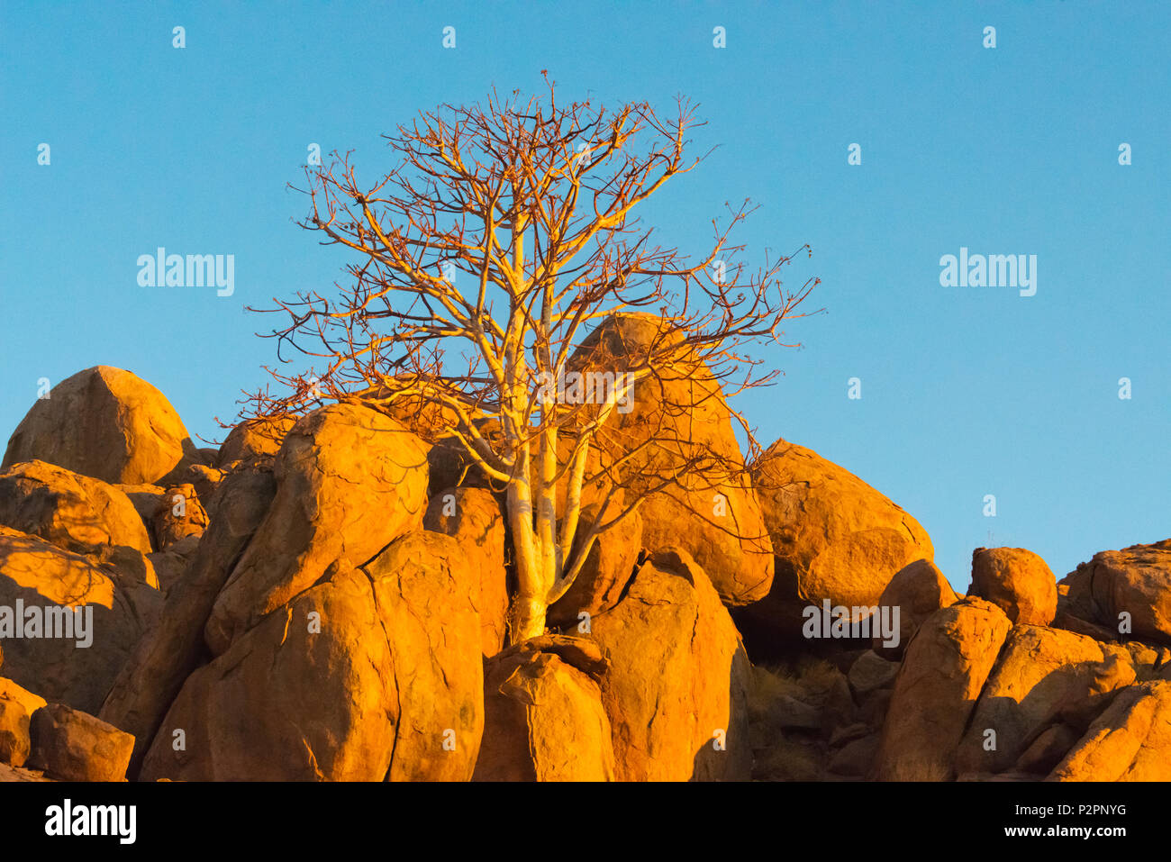 Mopani tree hi-res stock photography and images - Alamy