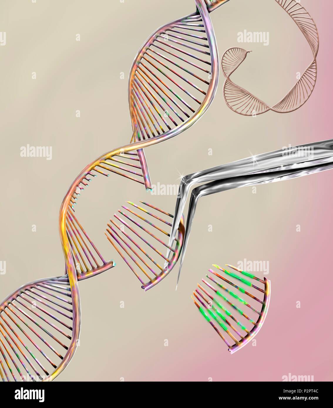 CRISPR gene editing, conceptual computer illustration. The CRISPR-CAS9 ...