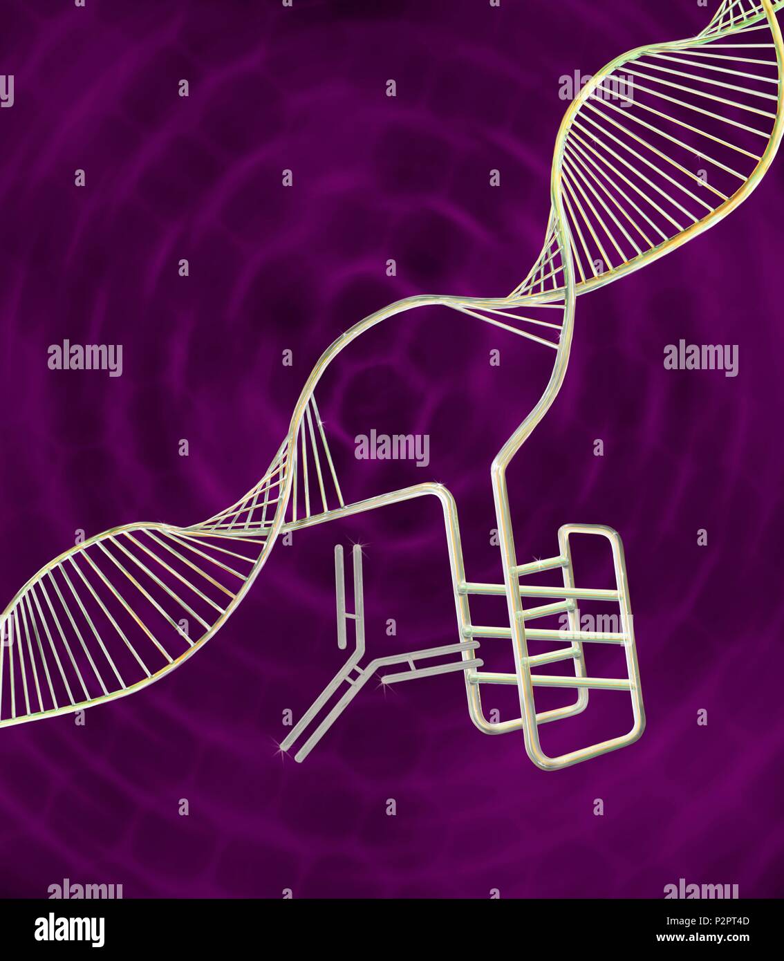 i-motif DNA structure (bottom right), computer illustration. The intercalated motif (i-motif ...