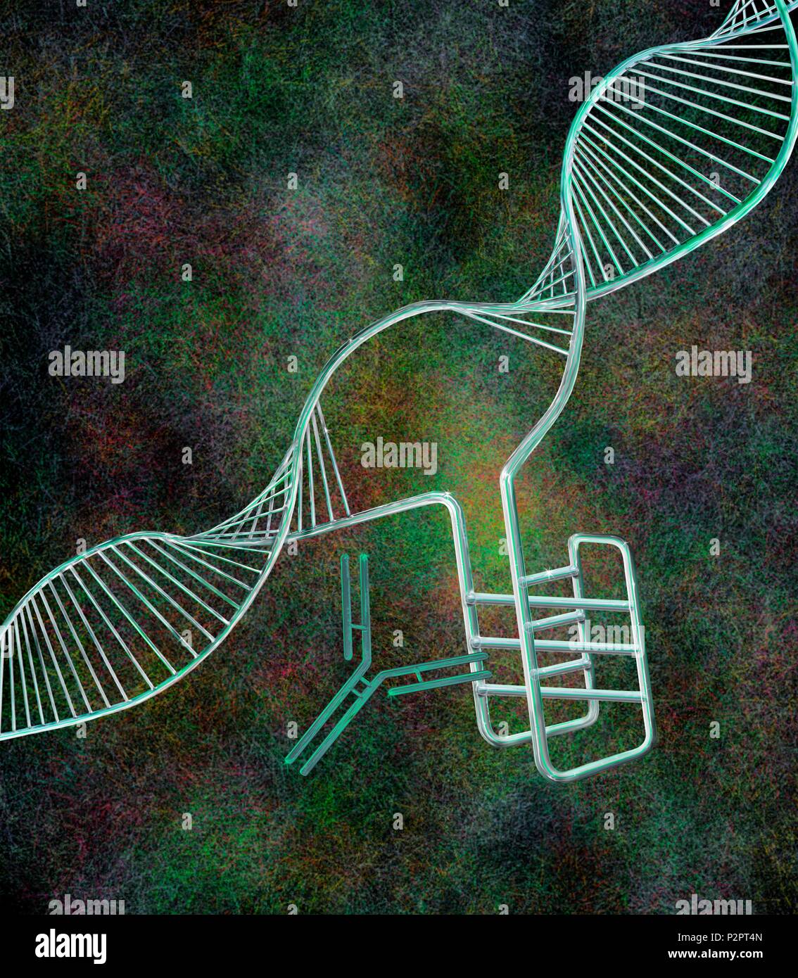i-motif DNA structure (bottom right), computer illustration. The ...