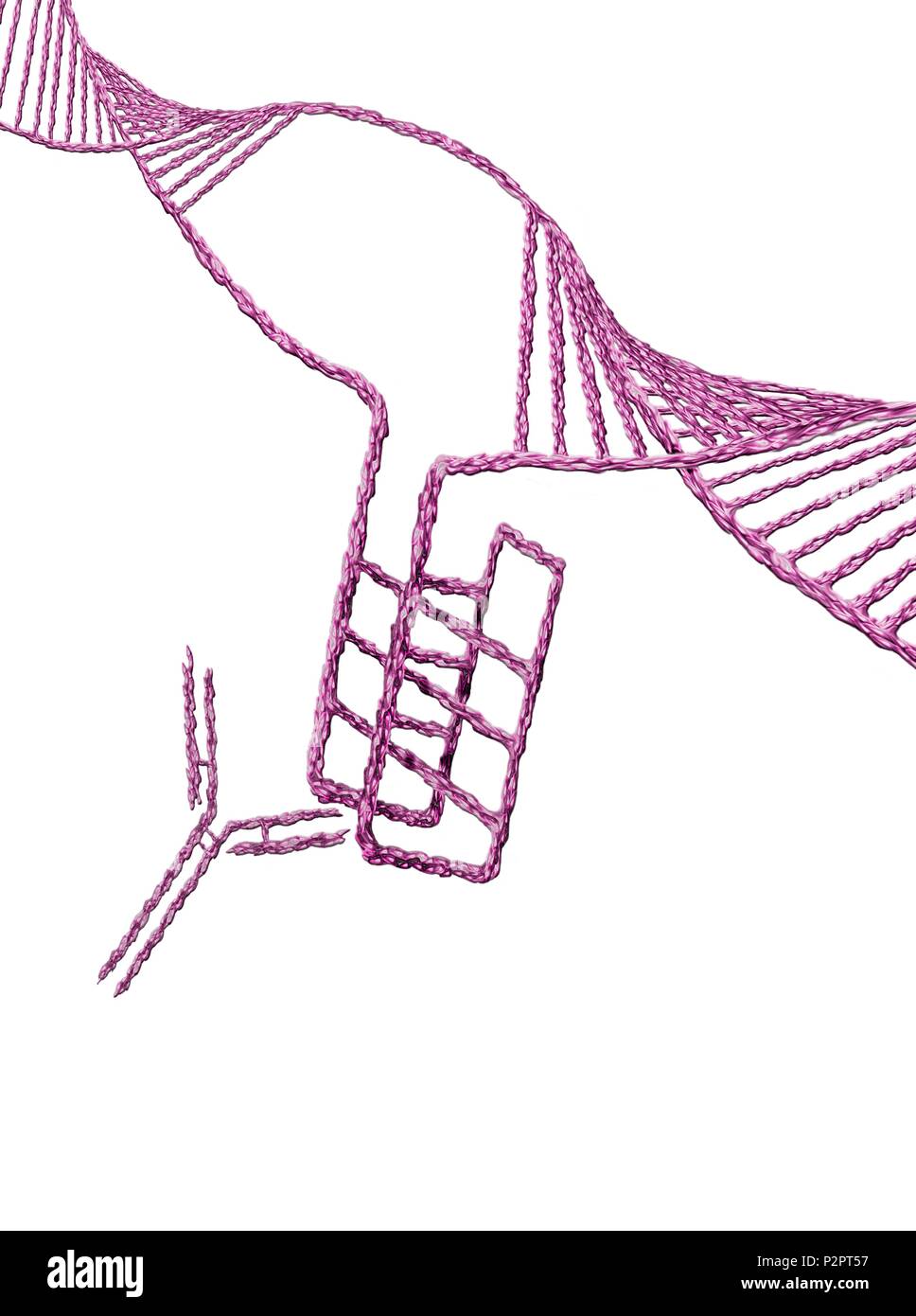 i-motif DNA structure (centre), computer illustration. The intercalated ...
