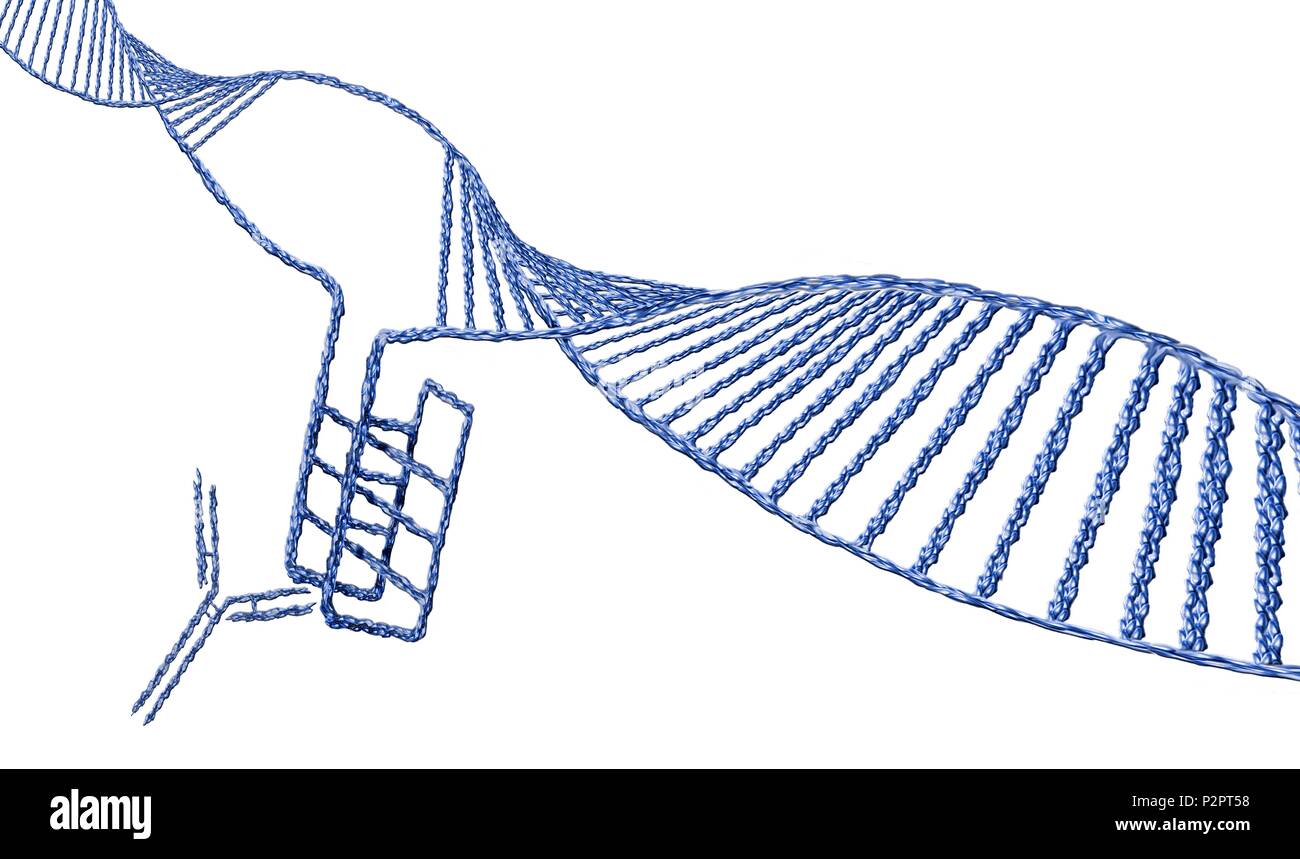 i-motif DNA structure (bottom left), computer illustration. The ...