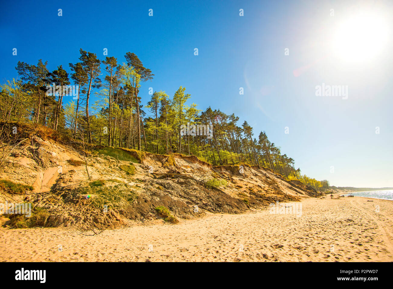 Baltic Sea in Poland with pines and dunes Stock Photo - Alamy