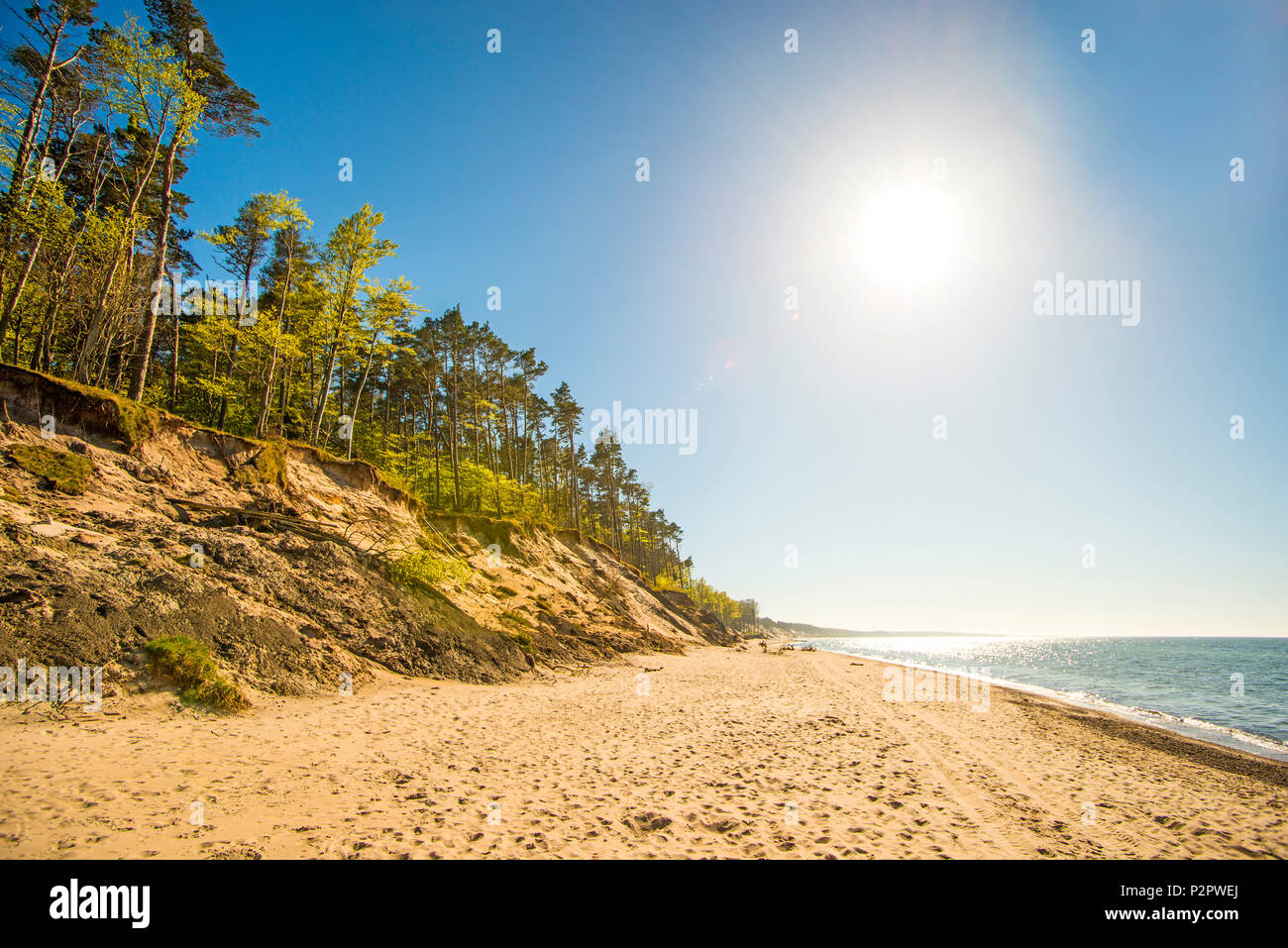 Baltic Sea in Poland with pines and dunes Stock Photo - Alamy