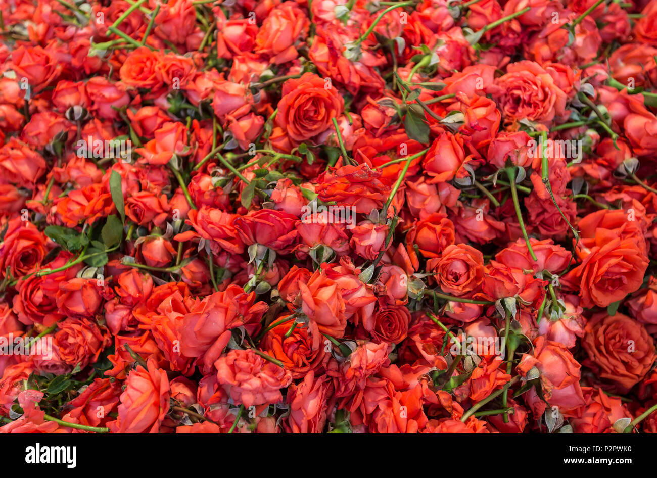 Colorful flower background Stock Photo - Alamy