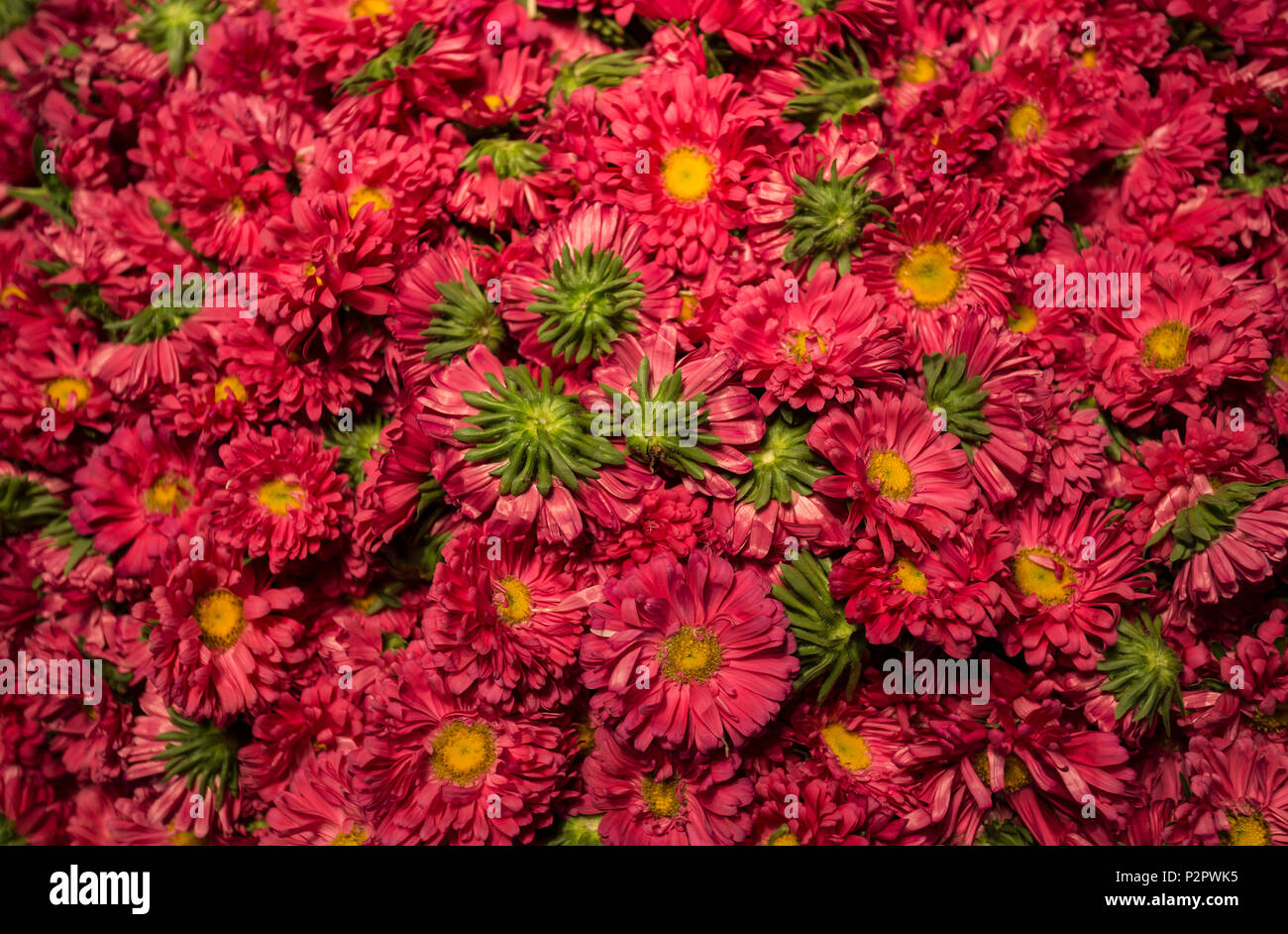Colorful flower background Stock Photo - Alamy Colorful flower background Stock Photo - Alamy