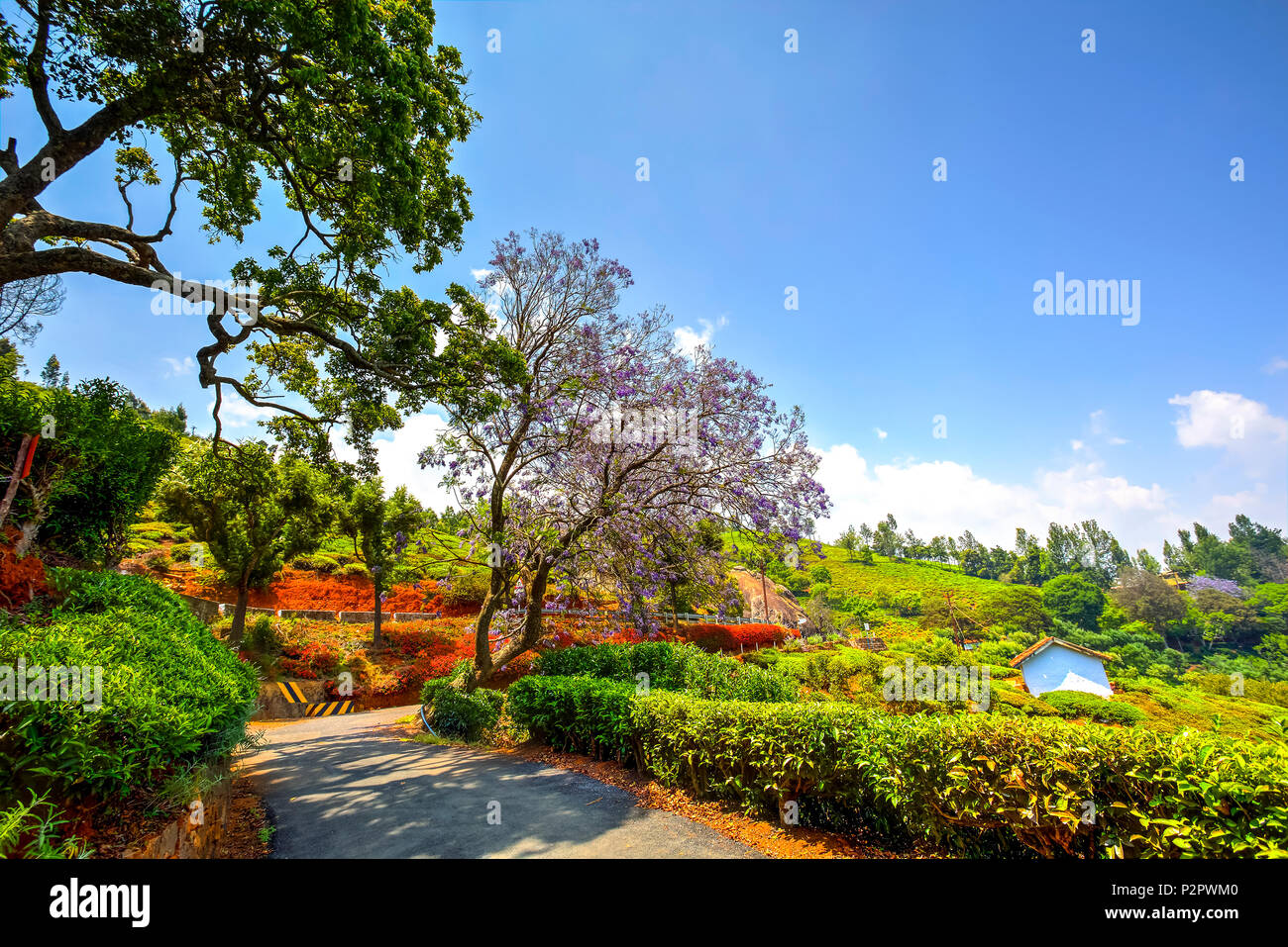 Colorful flower tree alley between Coonoor tea estates, Tamil Nadu ...
