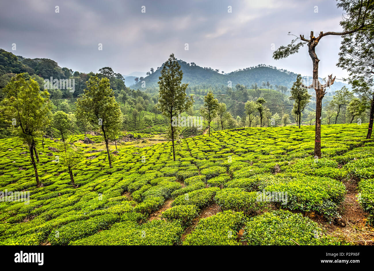 Valparai hi-res stock photography and images - Alamy