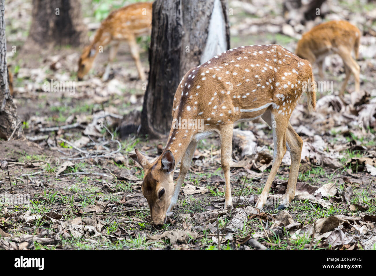 The Chital or Cheetal deer also know as spotted deer or axis deer ...