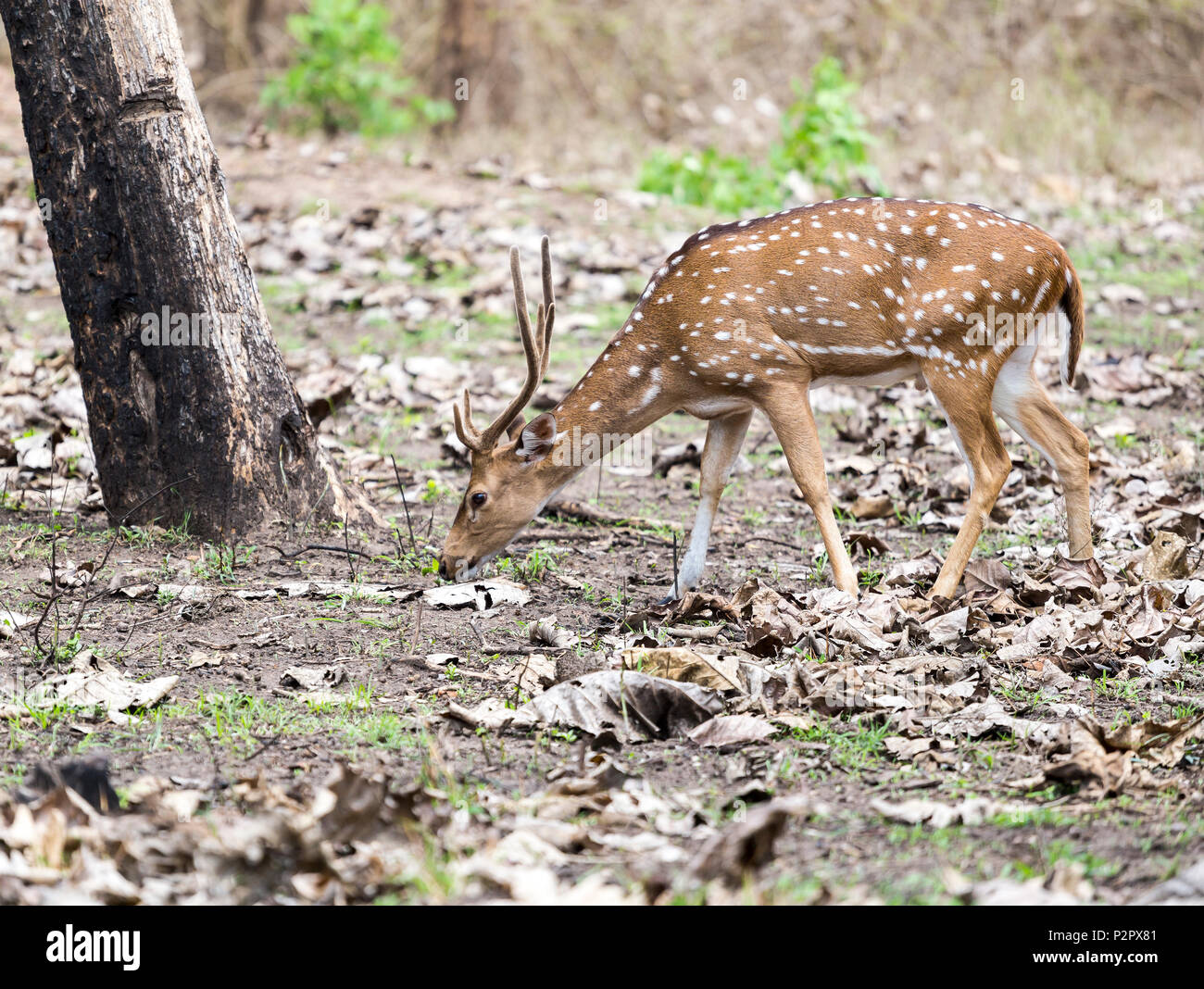 A Chital or Cheetal stag also know as spotted deer or axis deer – Axis ...