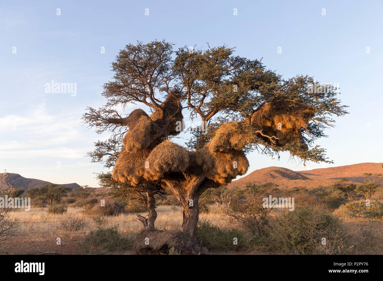 South Africa, Kalahari Desert, Sociable weaver (Philetairus socius ...