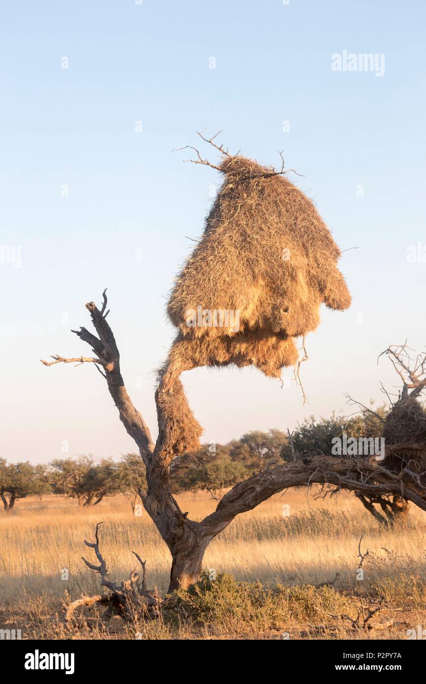 South Africa, Kalahari Desert, Sociable weaver (Philetairus socius ...
