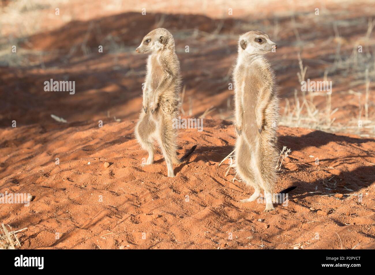 South Africa, Kalahari Desert, Meerkat or suricate (Suricata suricatta ...