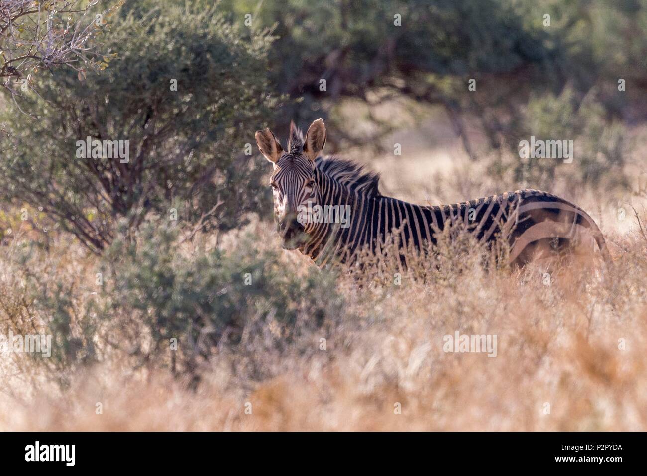 South Africa, Kalahari Desert, Hartmann's mountain zebra (Equus zebra ...
