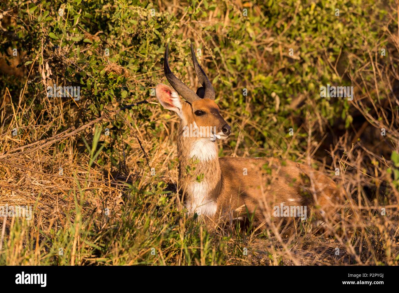 South Africa, Mala Mala game reserve, Bushbuck (Tragelaphus scriptus ...