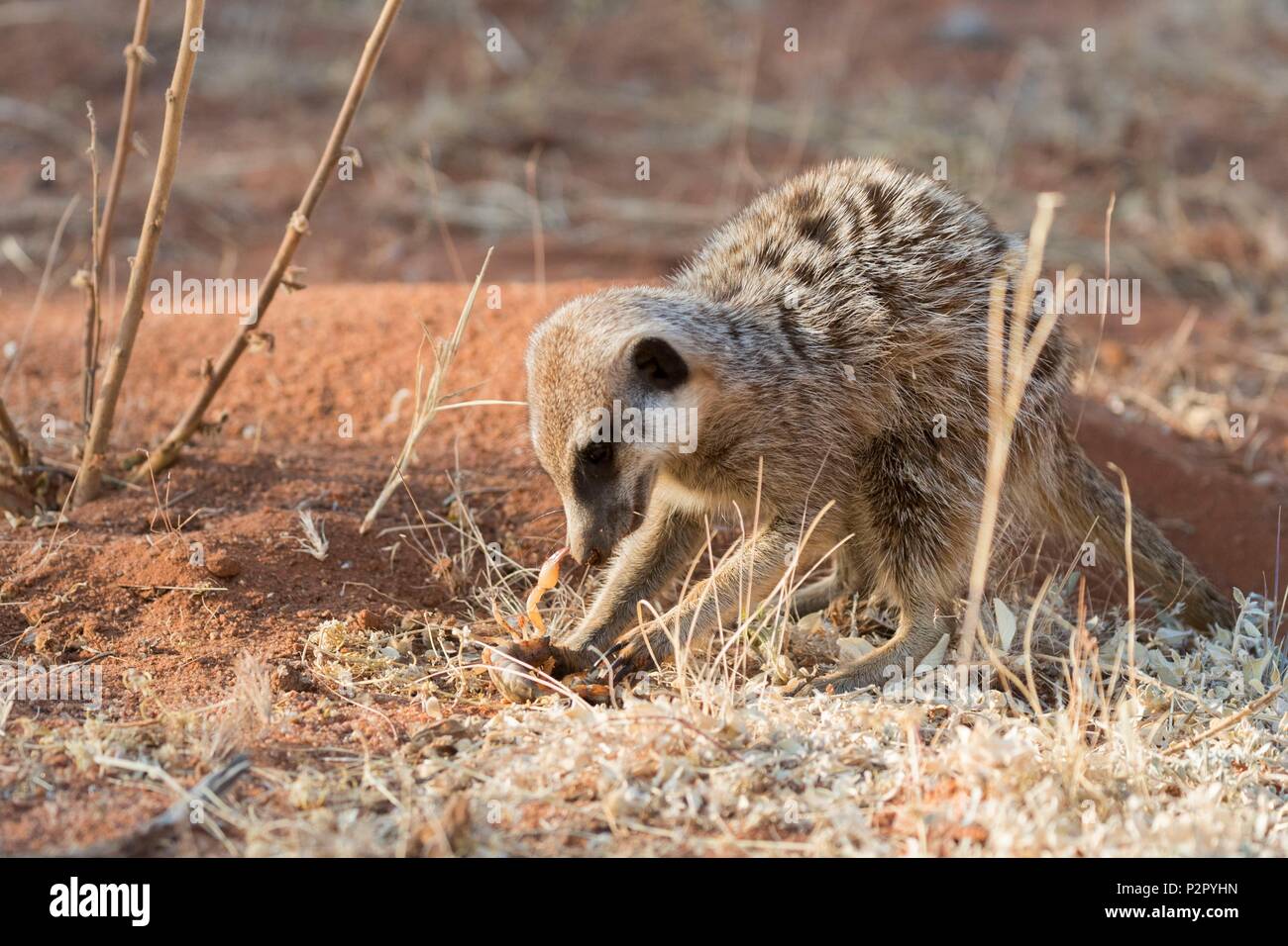 Suricate scorpion hi-res stock photography and images - Alamy