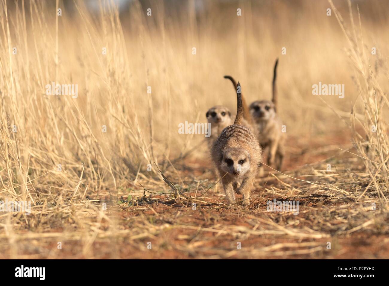 Kalahari desert race hi-res stock photography and images - Alamy