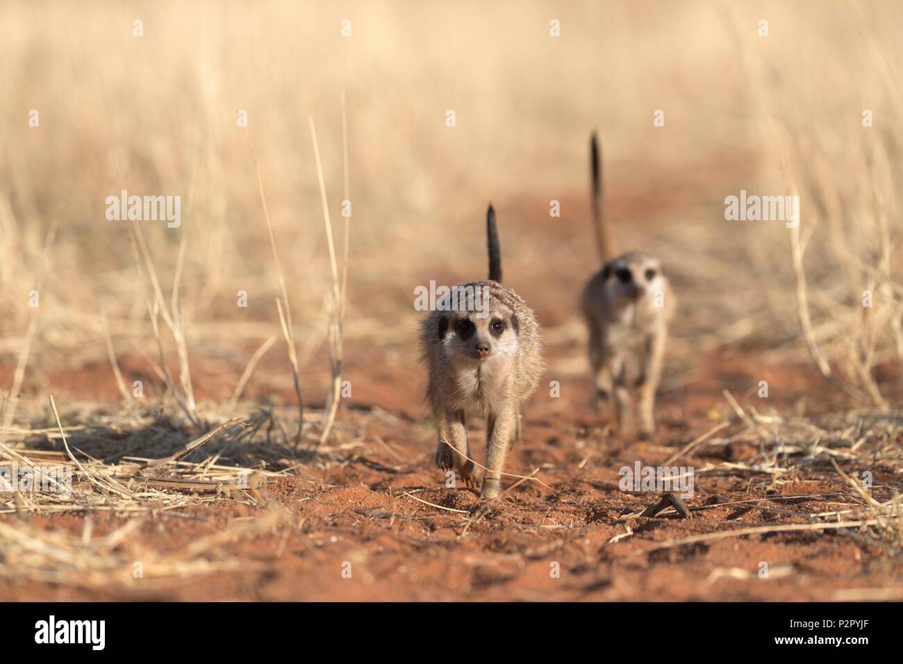 Kalahari desert race hi-res stock photography and images - Alamy