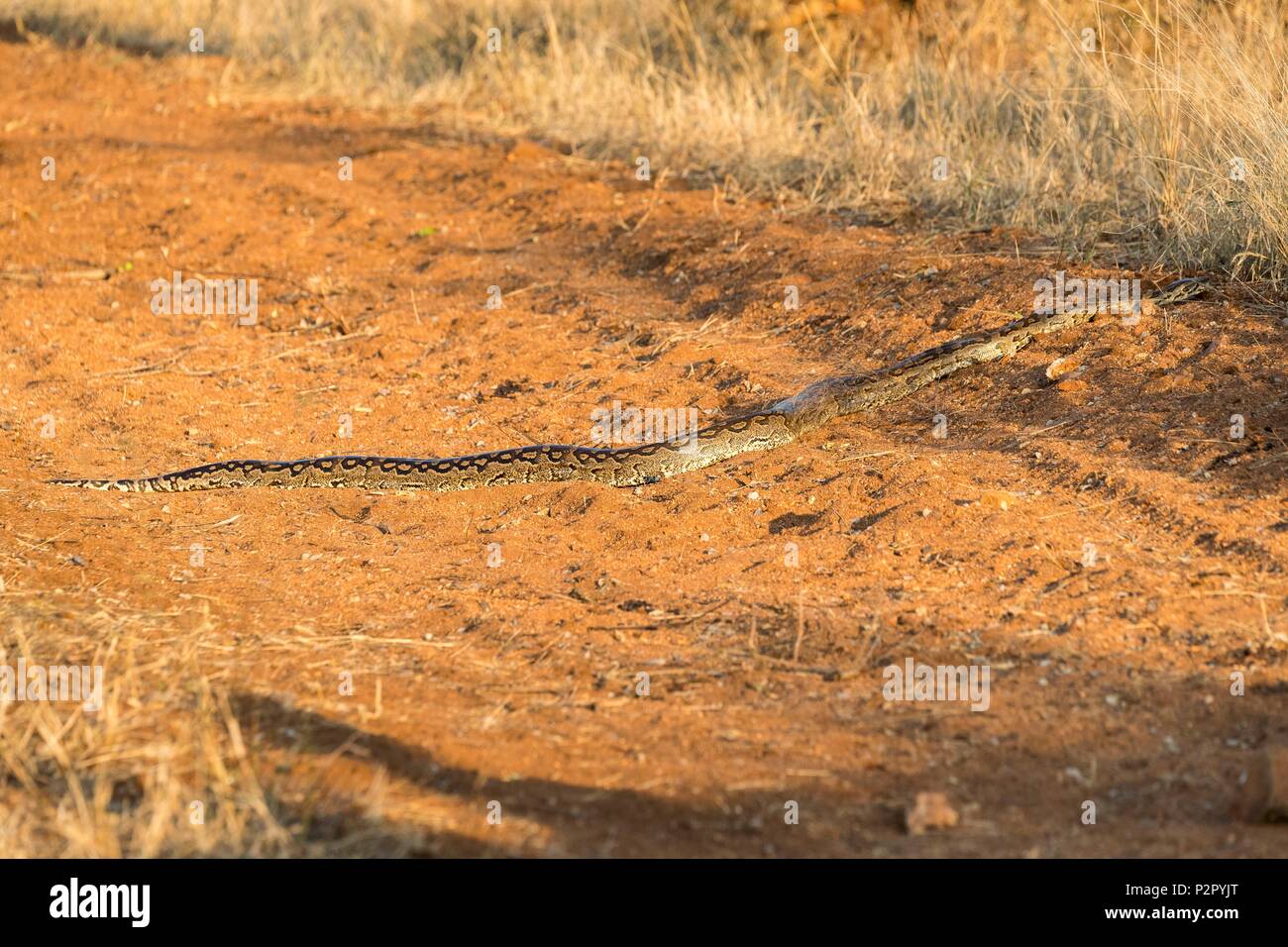 South Africa, Mala Mala game reserve, savannah, Southern African python ...
