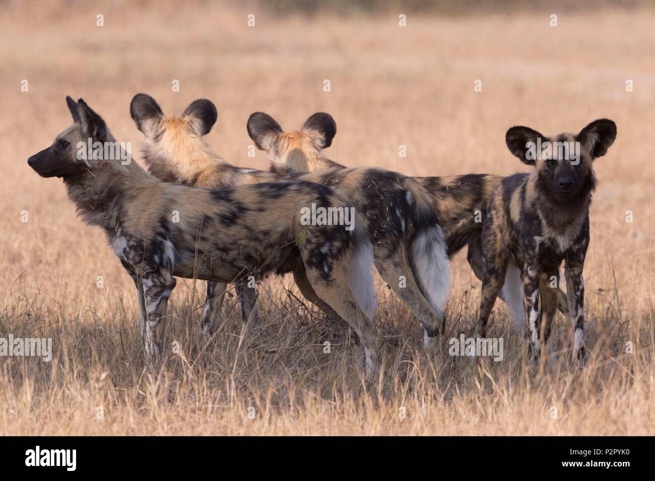 South Africa, Mala Mala game reserve, African wild dog or African ...