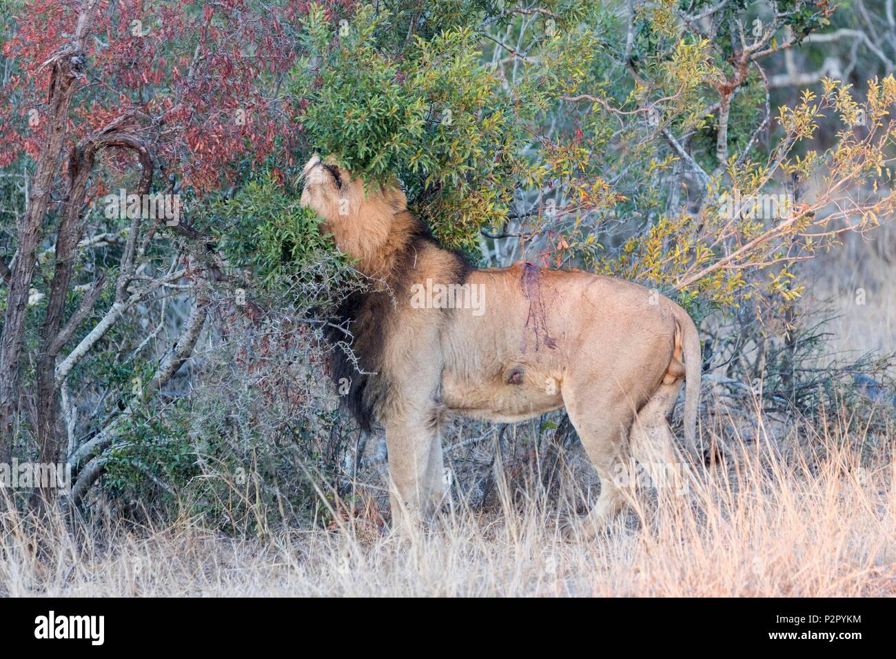 South Africa, Mala Mala game reserve, savannah, Lion (Panthera leo ...