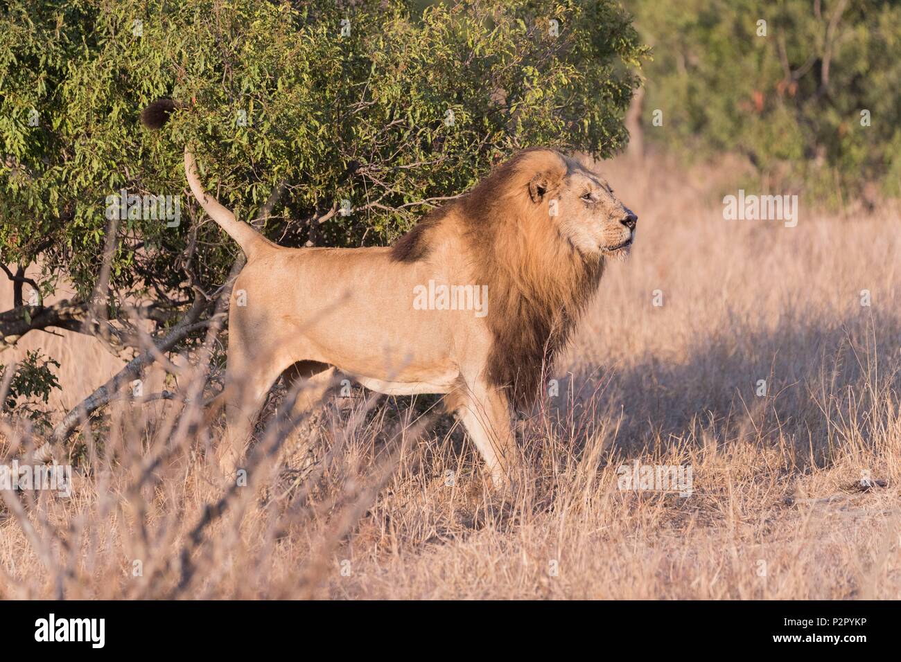 South Africa, Mala Mala game reserve, savannah, Lion (Panthera leo ...