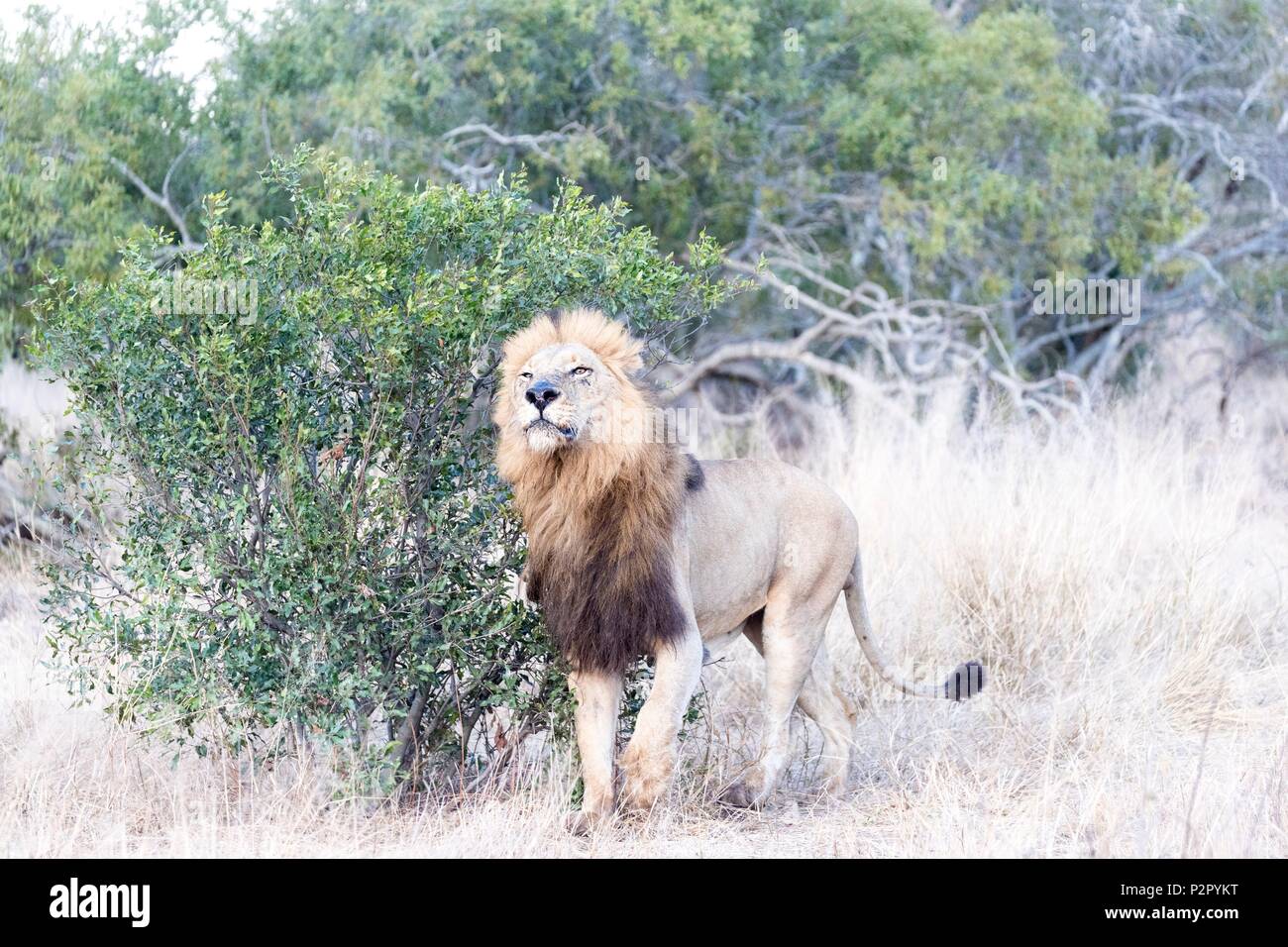 South Africa, Mala Mala game reserve, savannah, Lion (Panthera leo ...