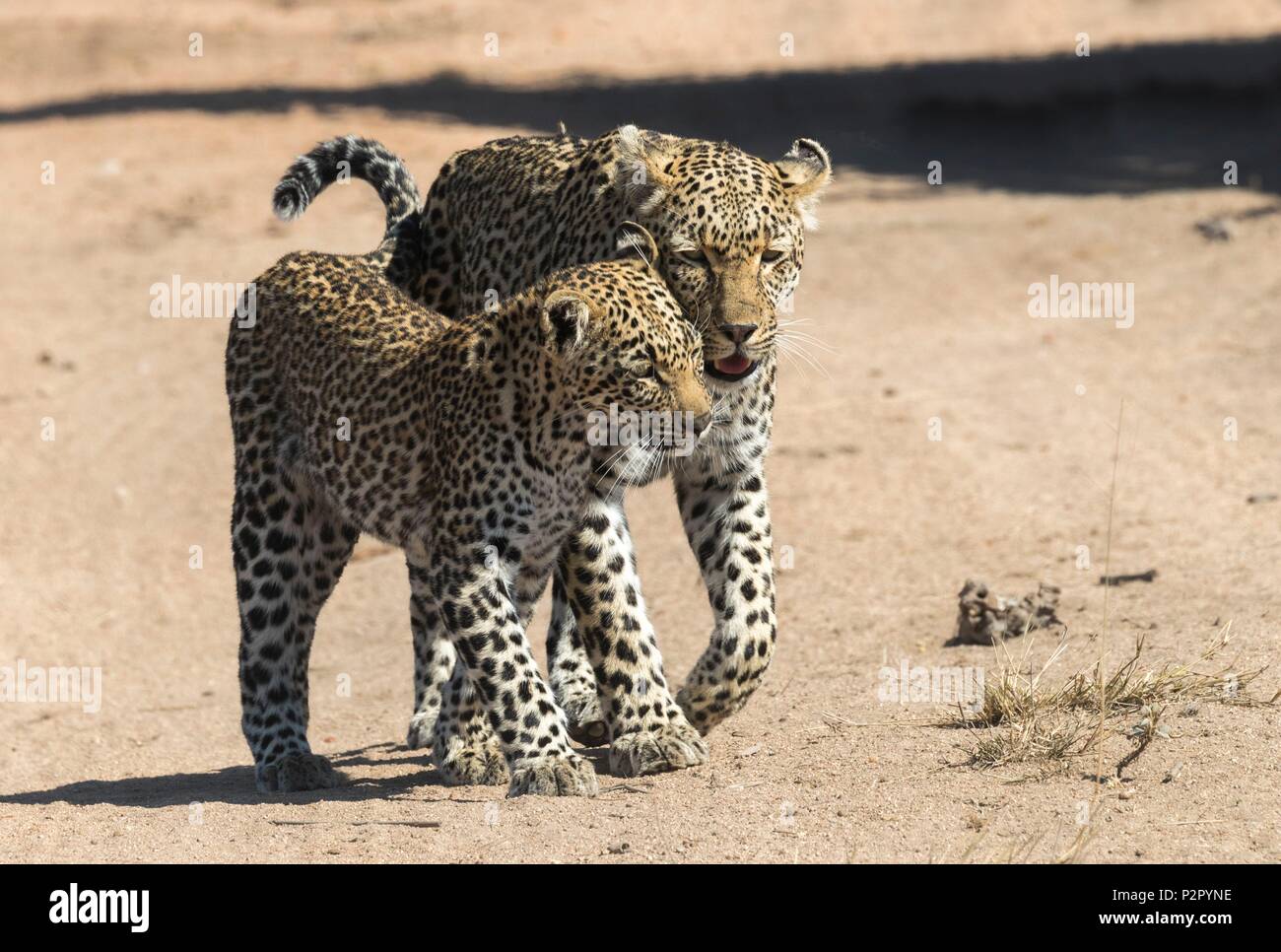 South Africa, Mala Mala game reserve, savannah, African Leopard ...