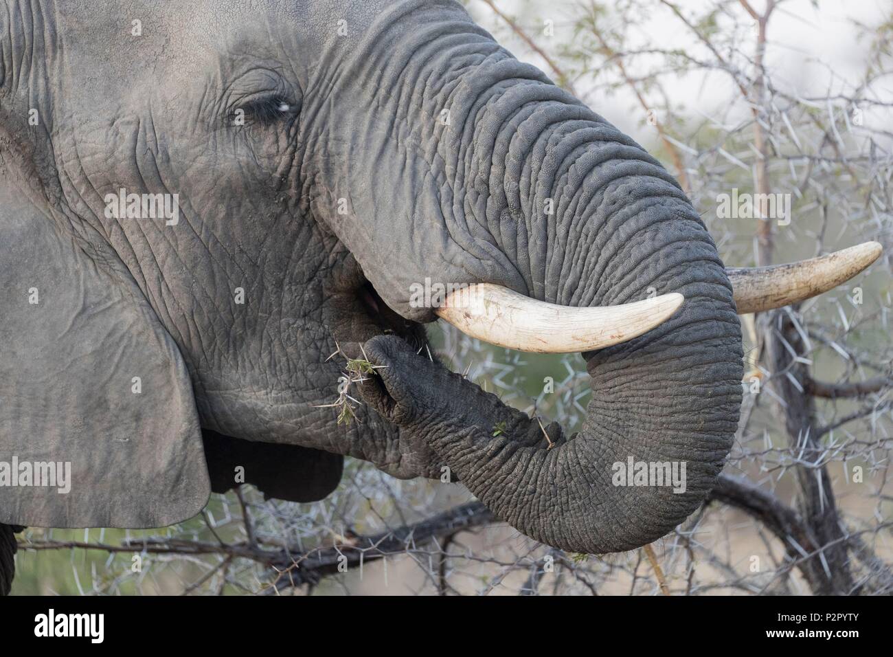 South Africa, Mala Mala game reserve, African bush elephant or African ...