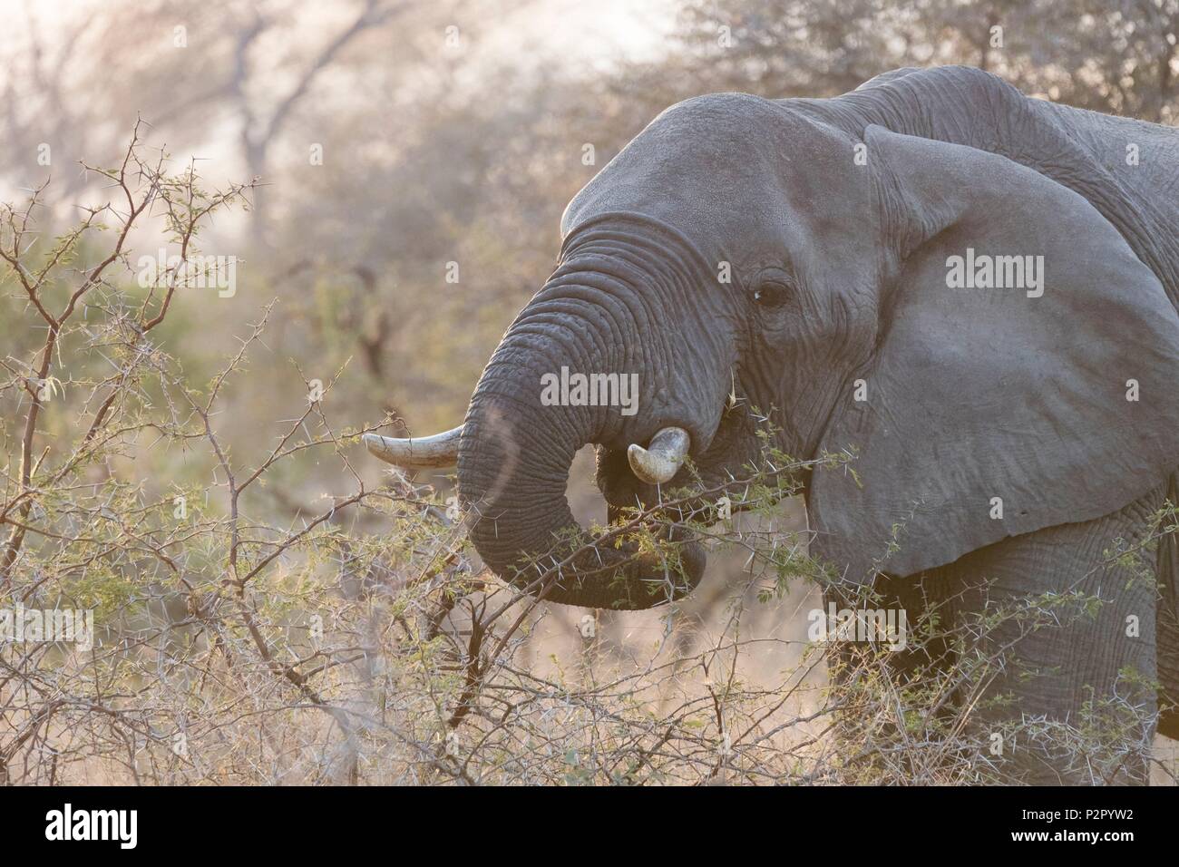 South Africa, Mala Mala game reserve, African bush elephant or African ...