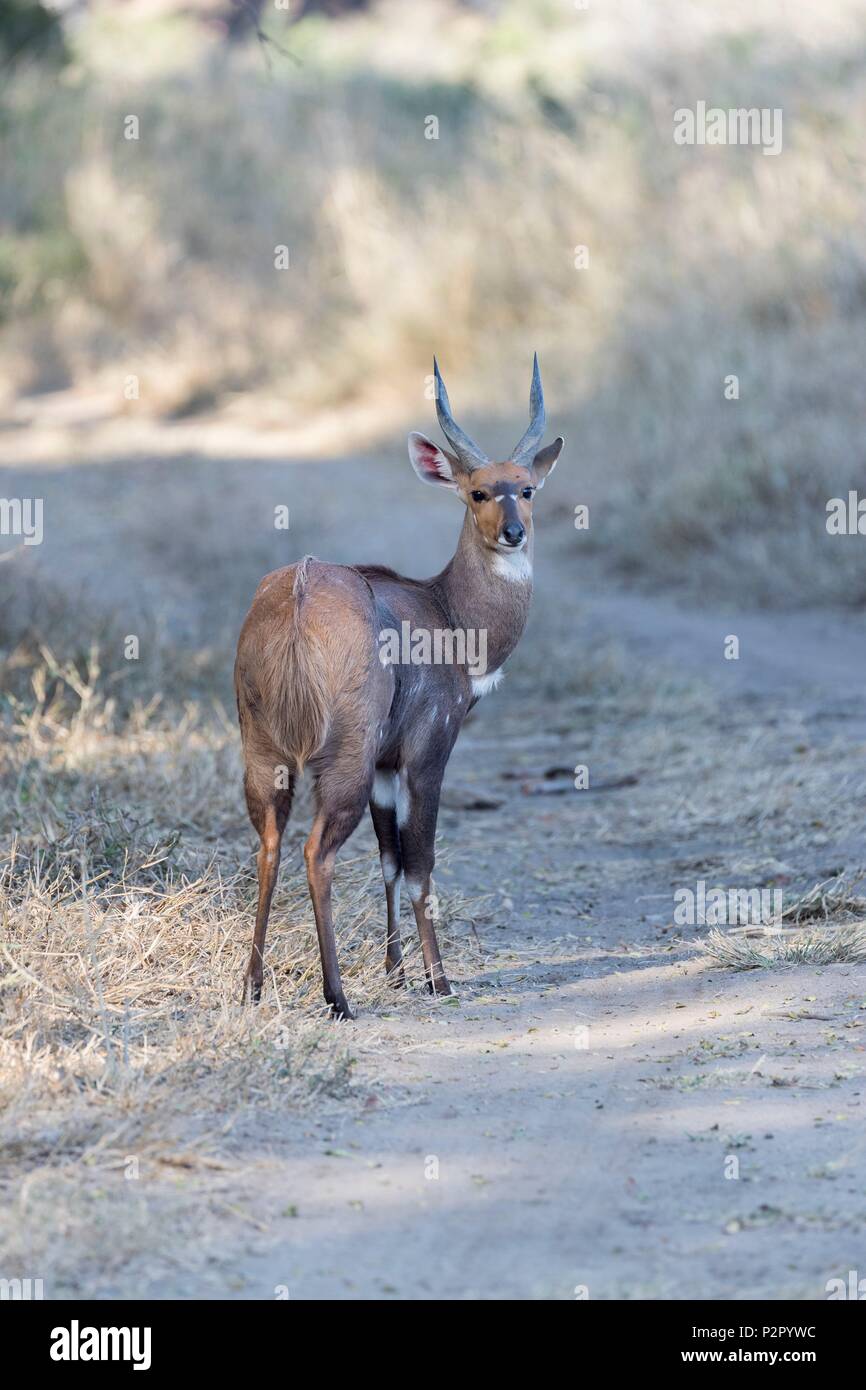 South Africa, Mala Mala game reserve, Bushbuck (Tragelaphus scriptus ...