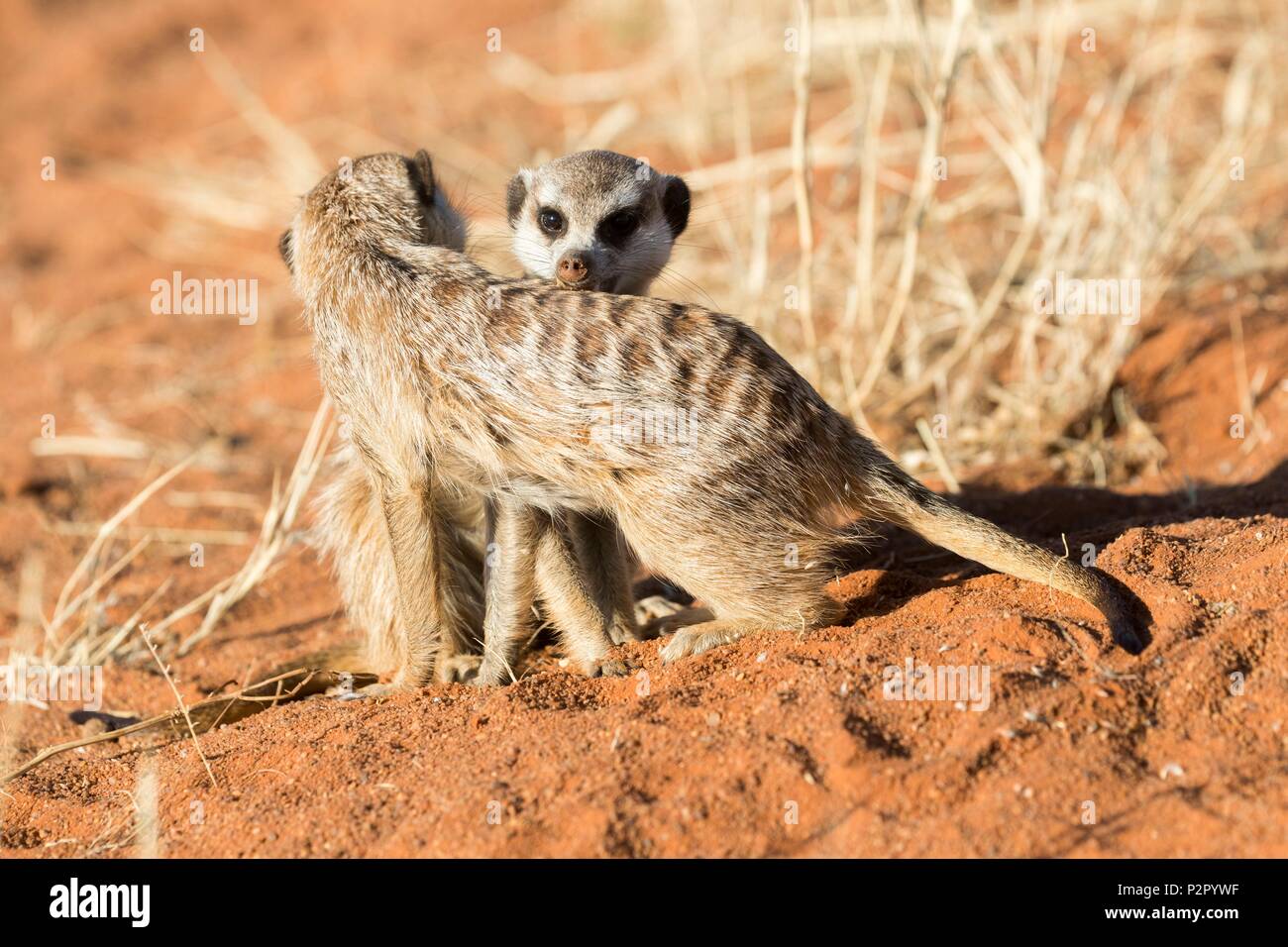 Desert Meerkat