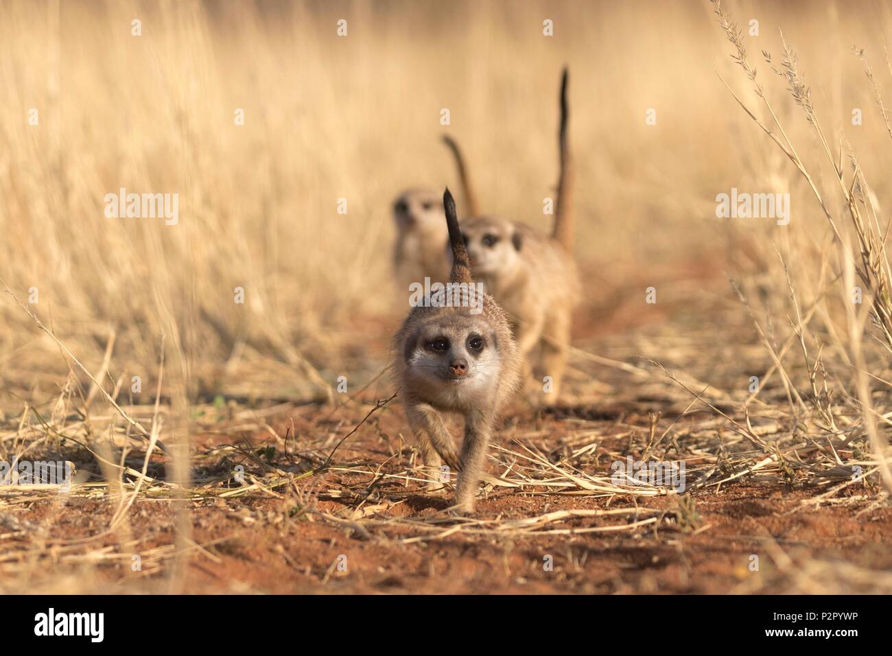 Kalahari desert race hi-res stock photography and images - Alamy