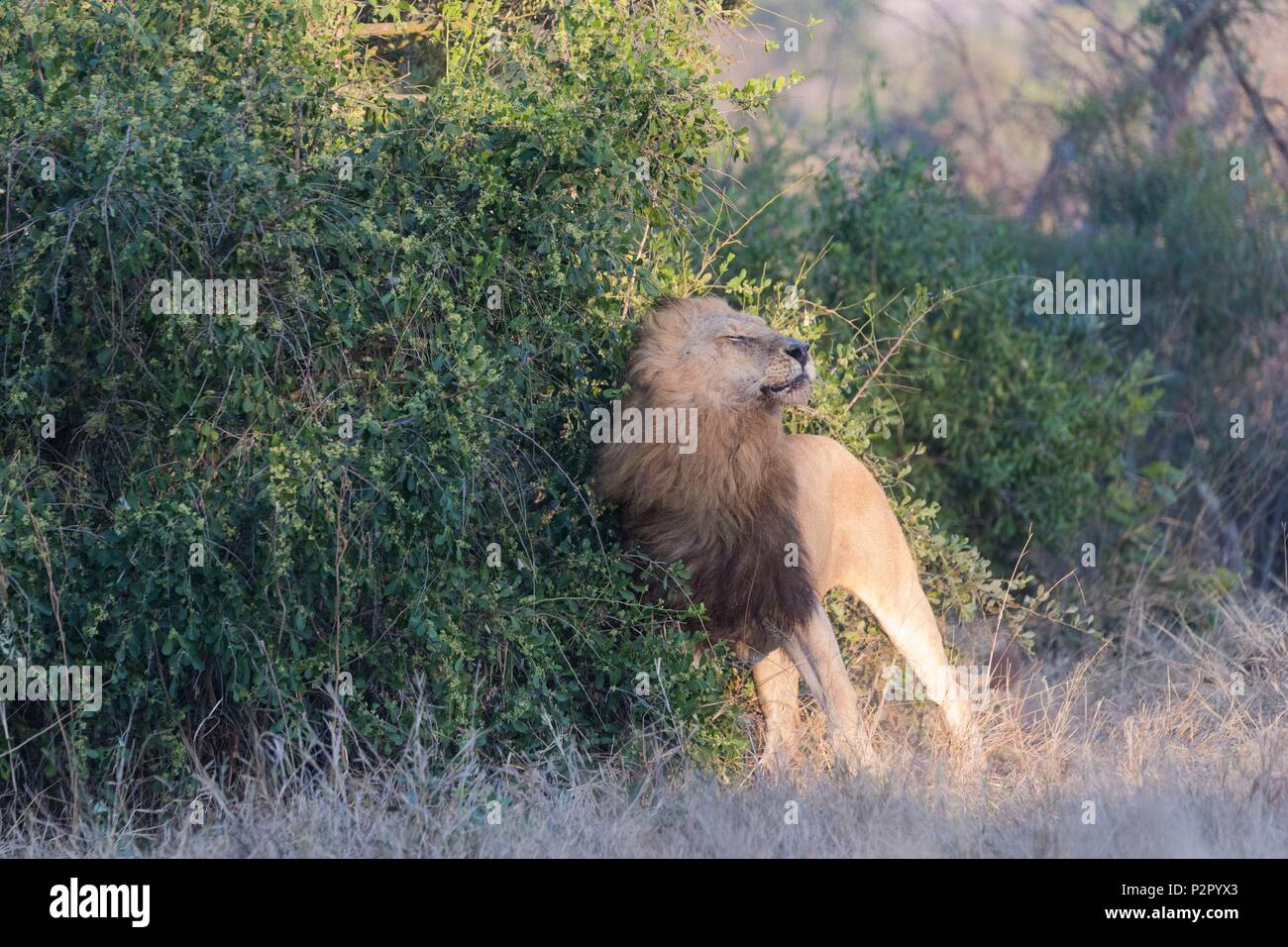 South Africa, Mala Mala game reserve, savannah, Lion (Panthera leo ...
