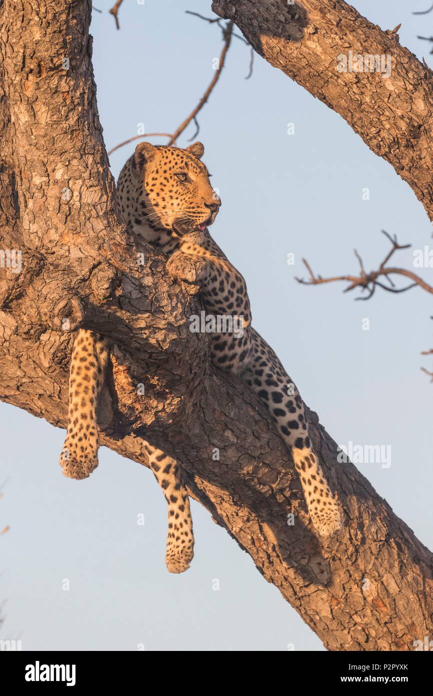 South Africa, Kalahari Desert, savannah, African Leopard (Panthera ...