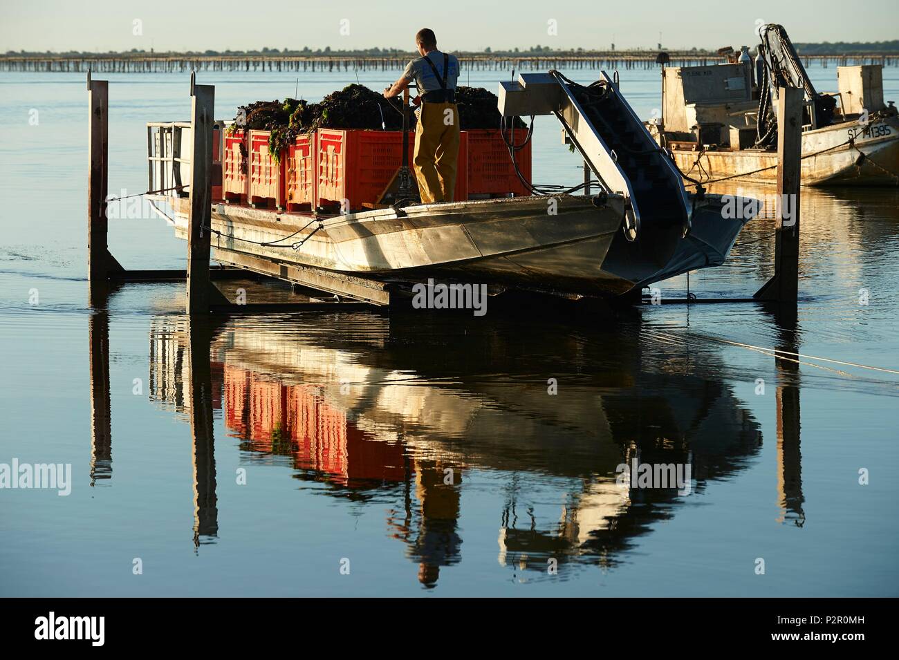 France, Herault, Marseillan, oyster farming, Tarbouriech company ...